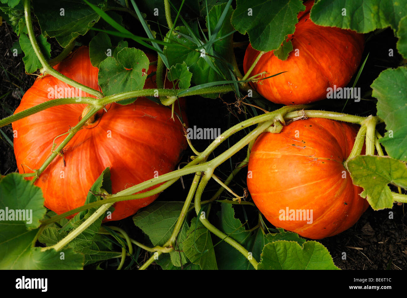 Ripe Pumpkins (Cucurbita pepo) on the plant Stock Photo - Alamy