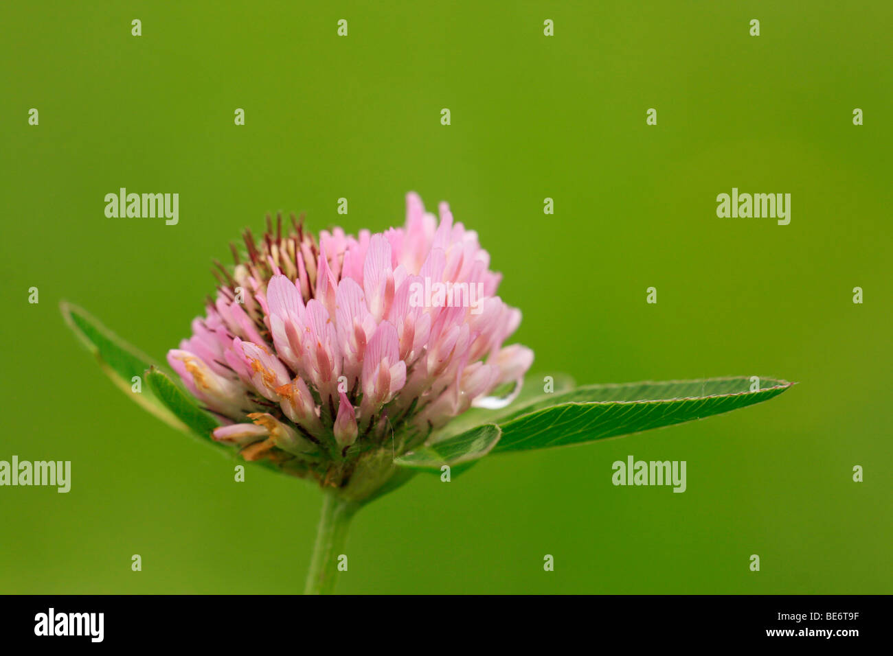 Types Of Clover High Resolution Stock Photography and Images - Alamy