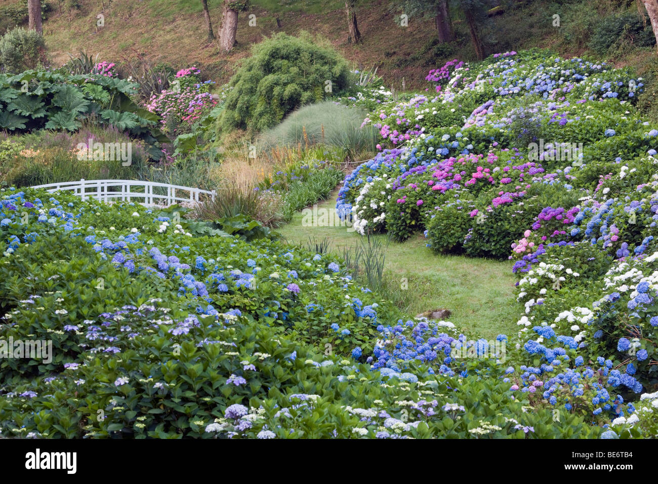 trebah garden; cornwall; in summer; hydrangeas Stock Photo - Alamy