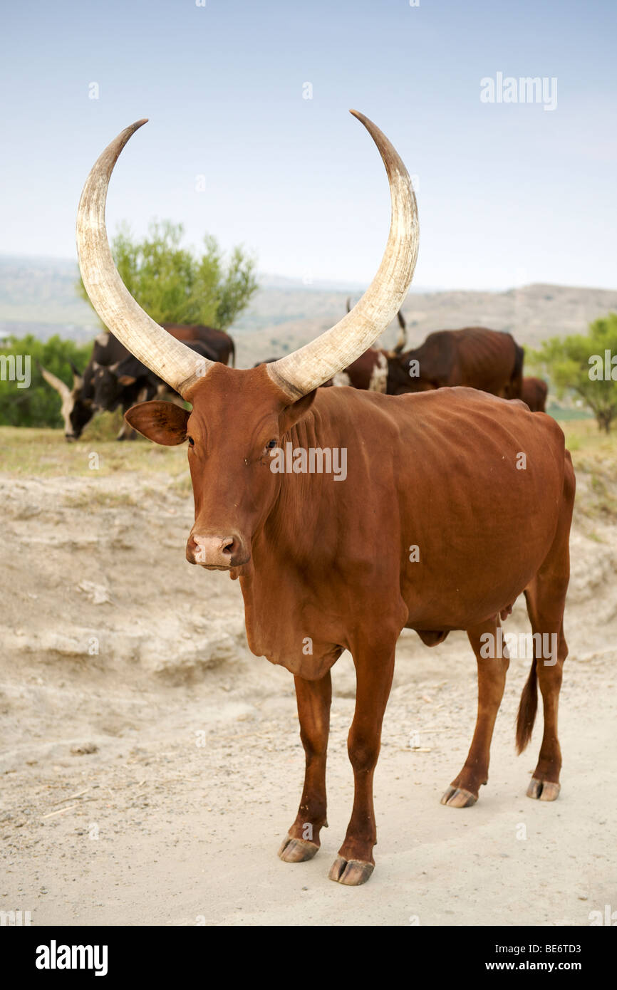 Ankole cow in western Uganda Stock Photo - Alamy