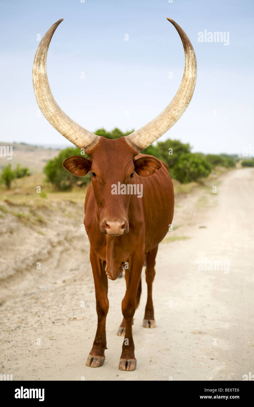 Ankole cow in western Uganda Stock Photo - Alamy