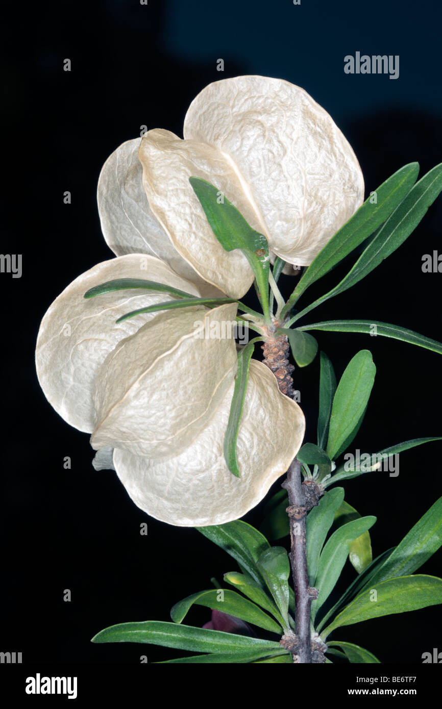 South African species of Chinese Lantern- old papery flower-Family ...