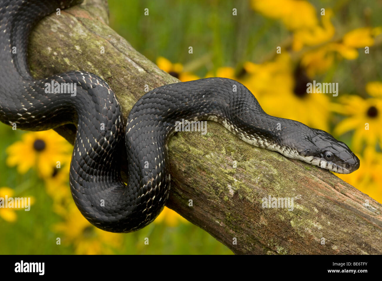 Black eastern ratsnake hi-res stock photography and images - Alamy