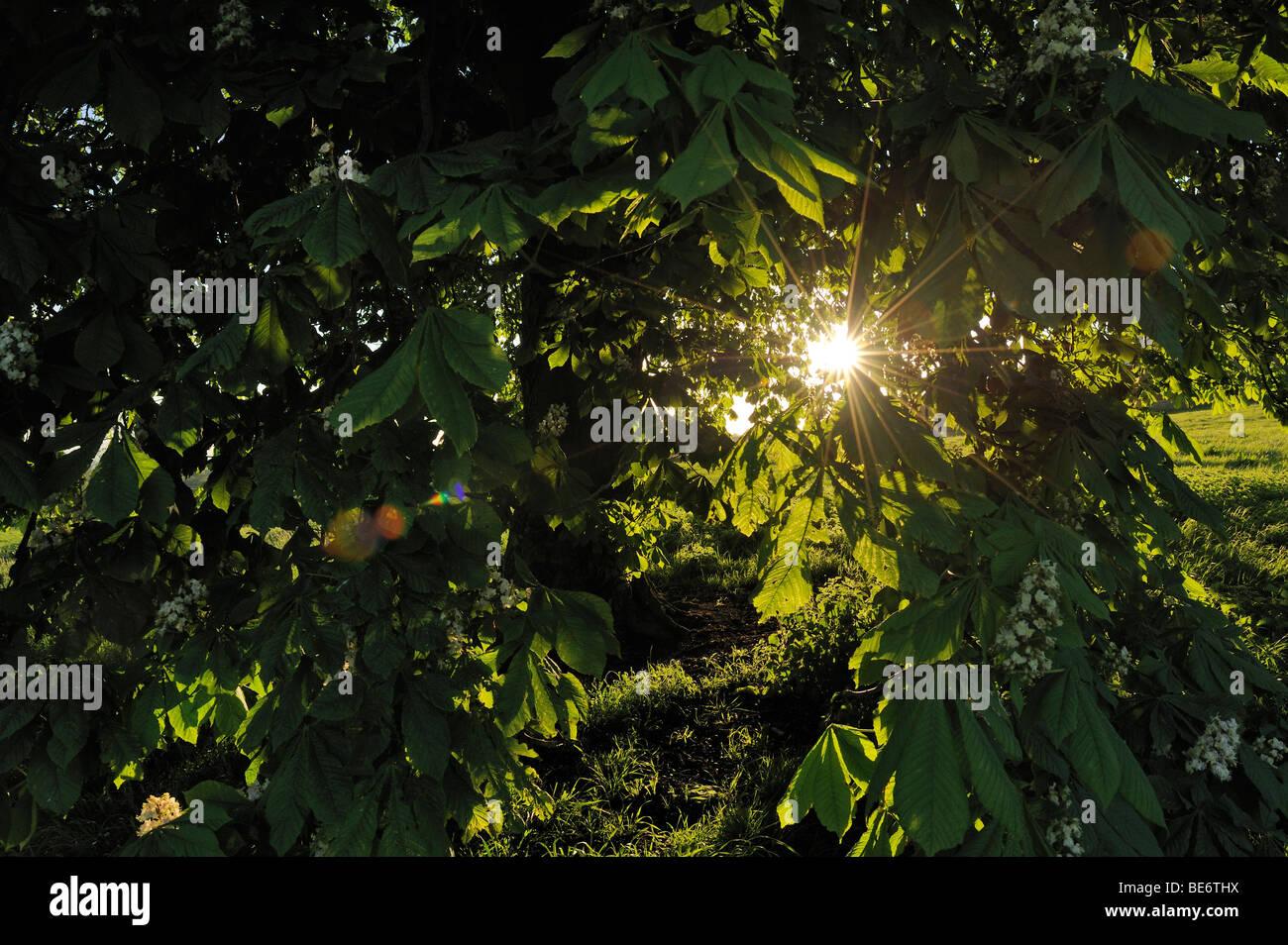 Breaking Tree Branches High Resolution Stock Photography and Images - Alamy