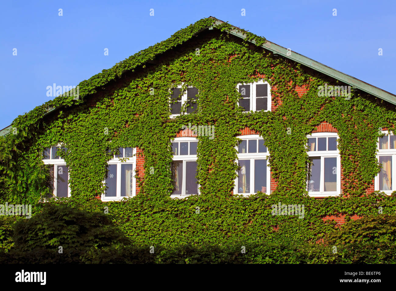 Boston Ivy at the frontside of a house, Japanese creeper, Japanese ivy ...