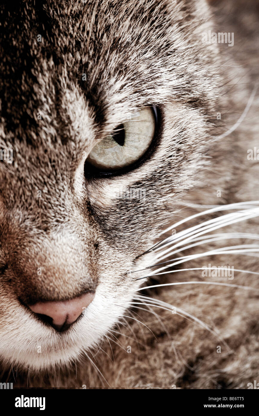 Cat Eye Close Up Microscope