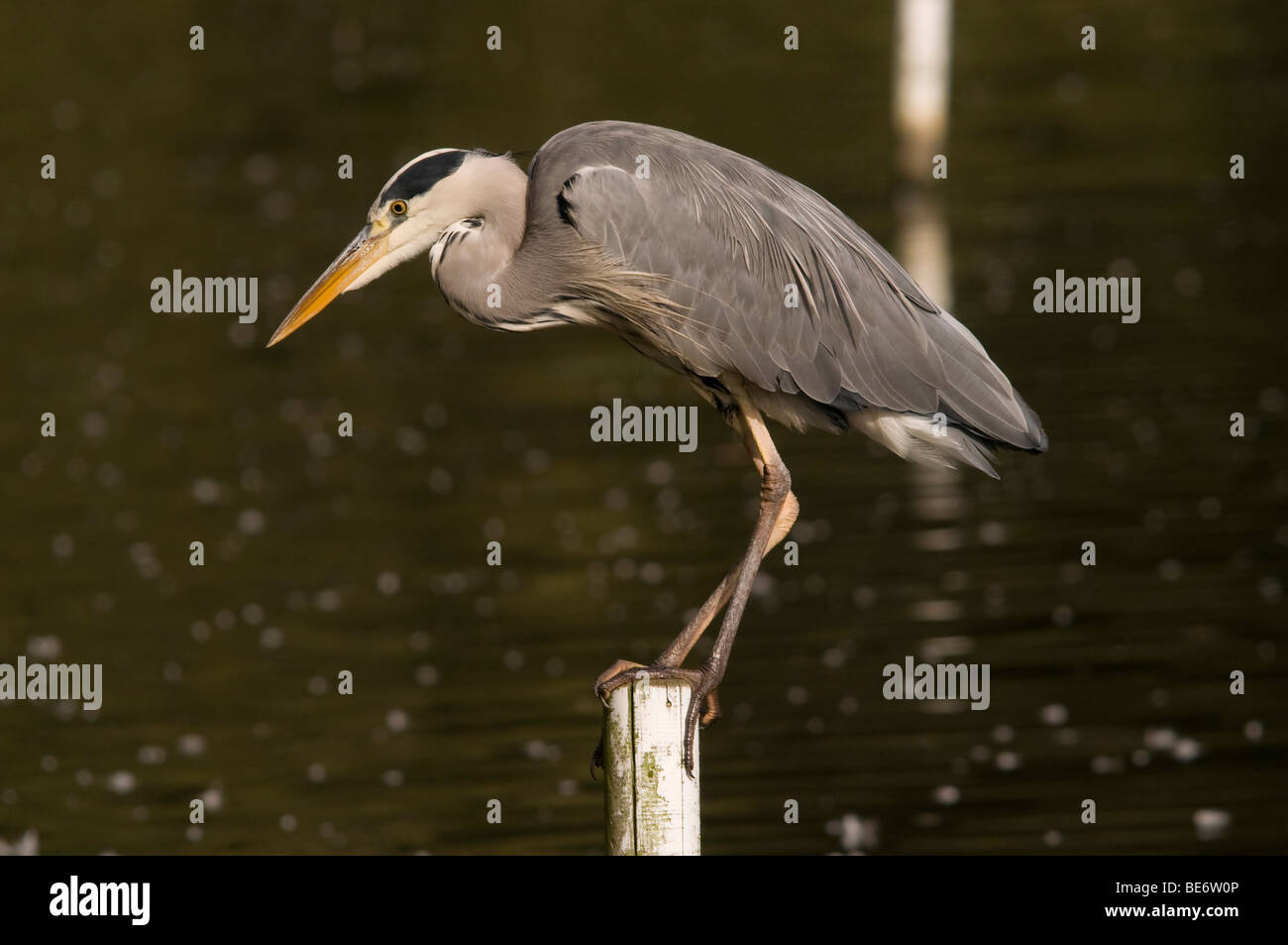 A heron like bird hi-res stock photography and images - Alamy