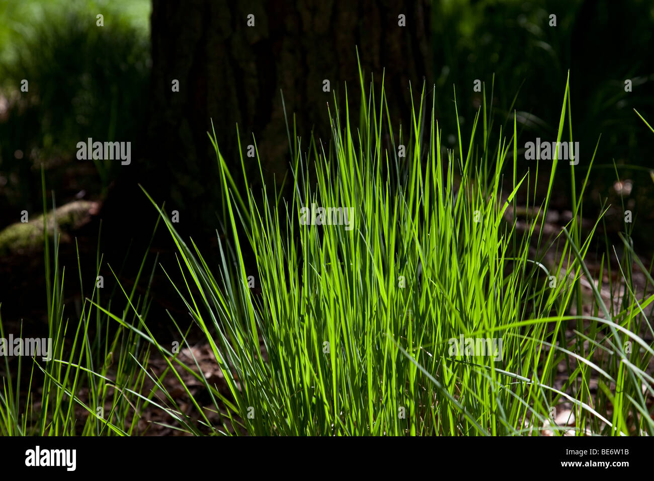 Hassock grass hi-res stock photography and images - Alamy