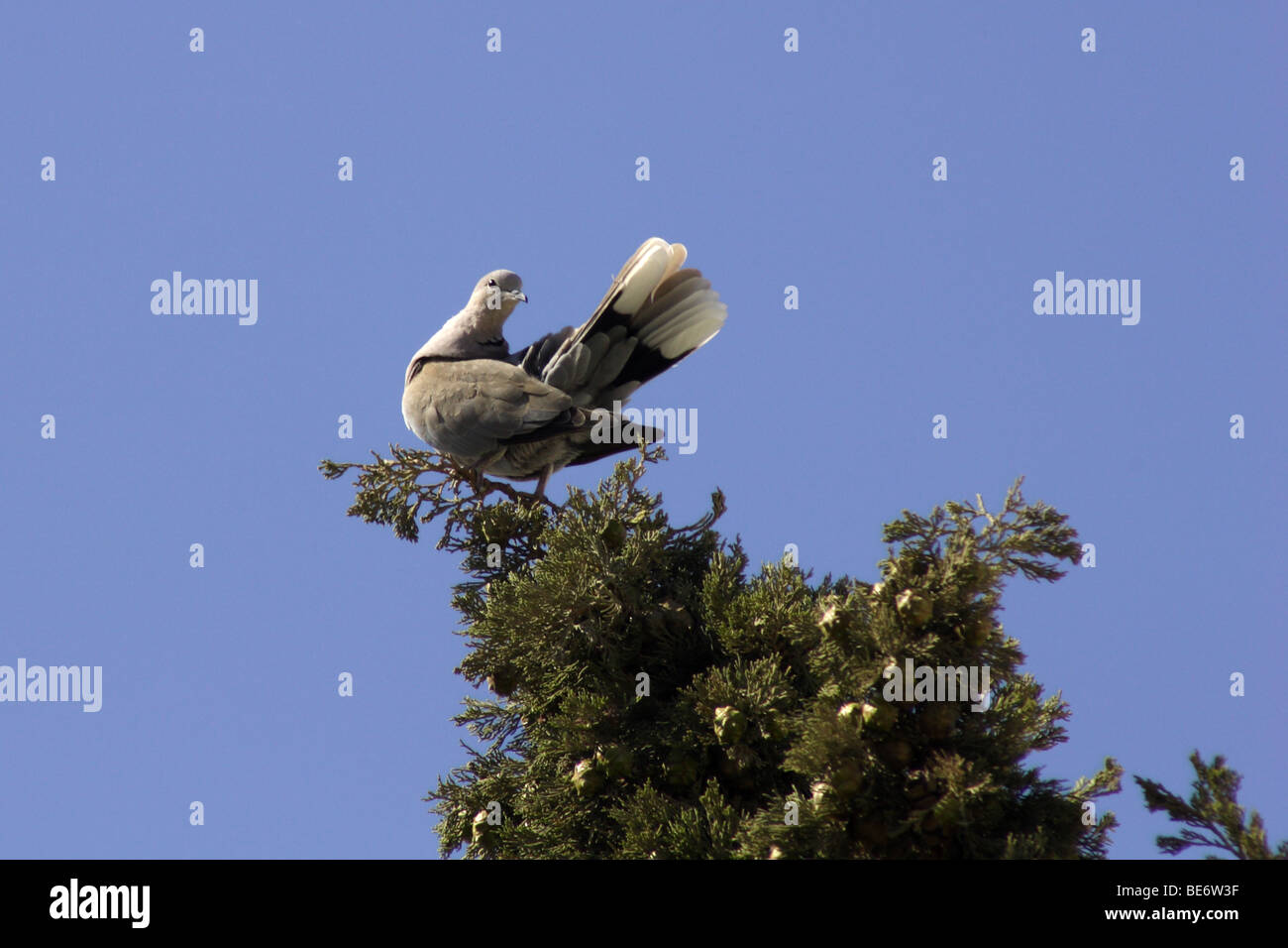 Eurasian collared dove streptopelia decaocto Stock Photo - Alamy