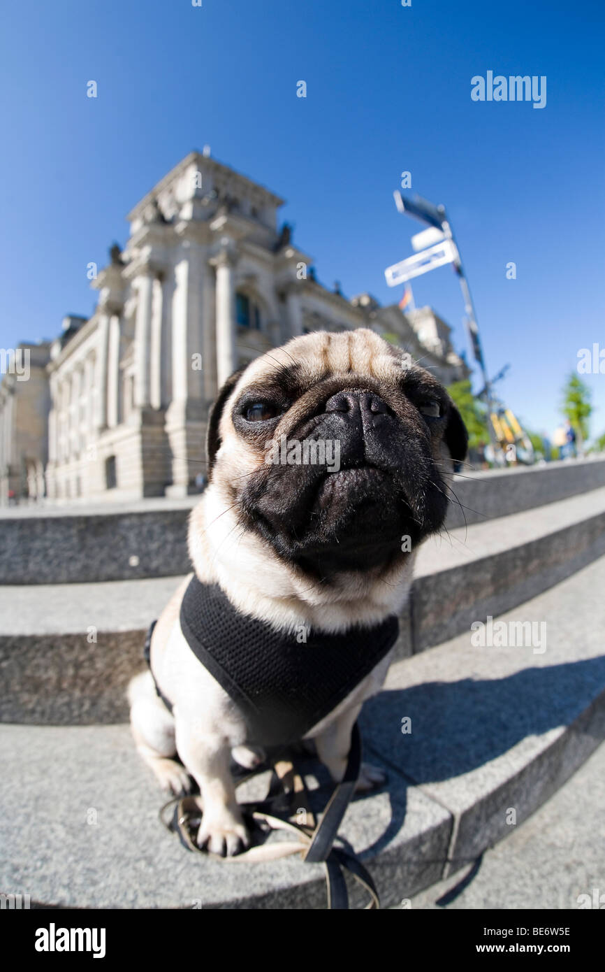 A young pug at the Reichtstag parliament building, fisheye shot, Berlin ...