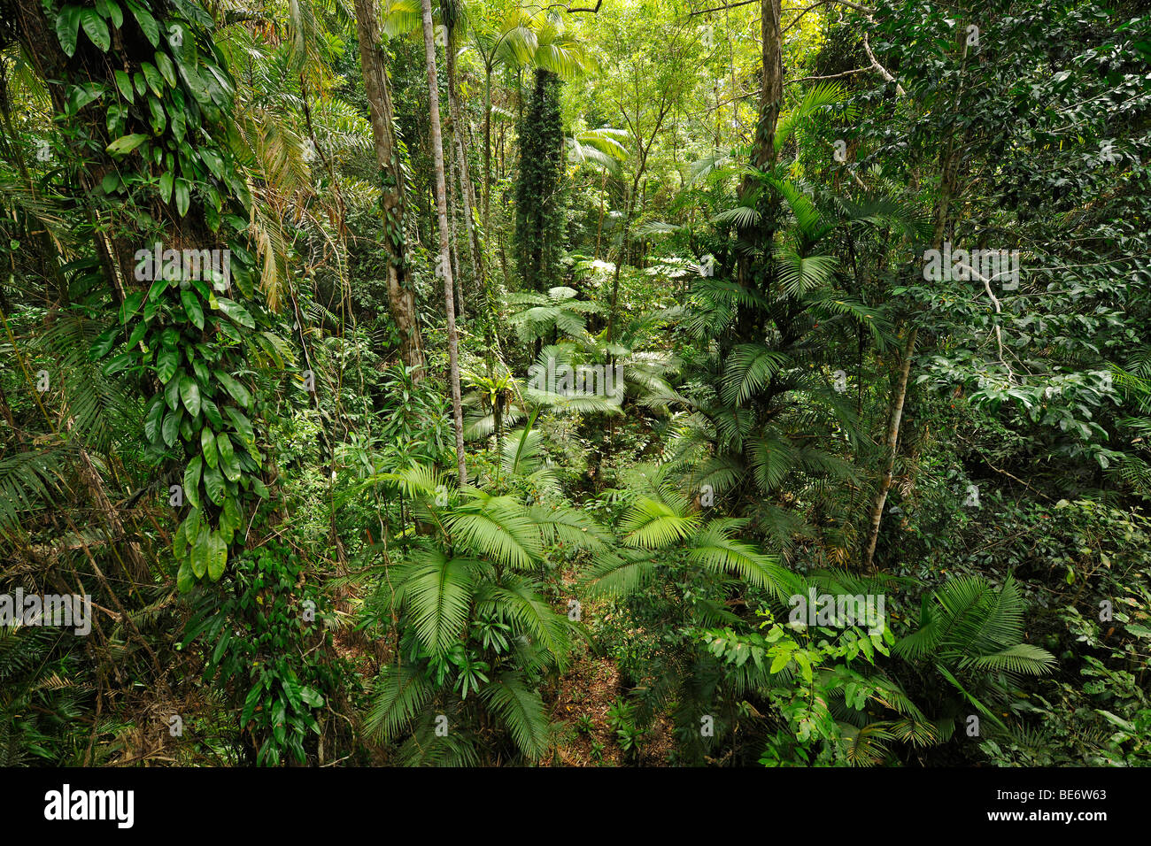 Daintree rain forest hi-res stock photography and images - Alamy