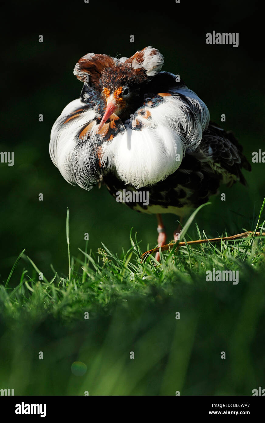 Male ruff in breeding plumage hi-res stock photography and images - Alamy