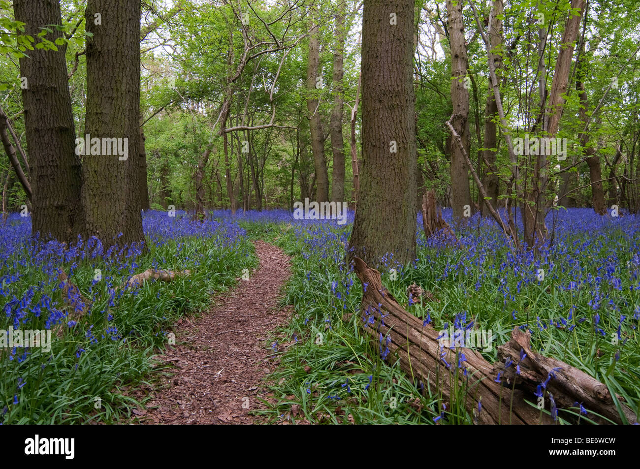 A footpath between two oak trees in a bluebell wood in Spring Stock ...