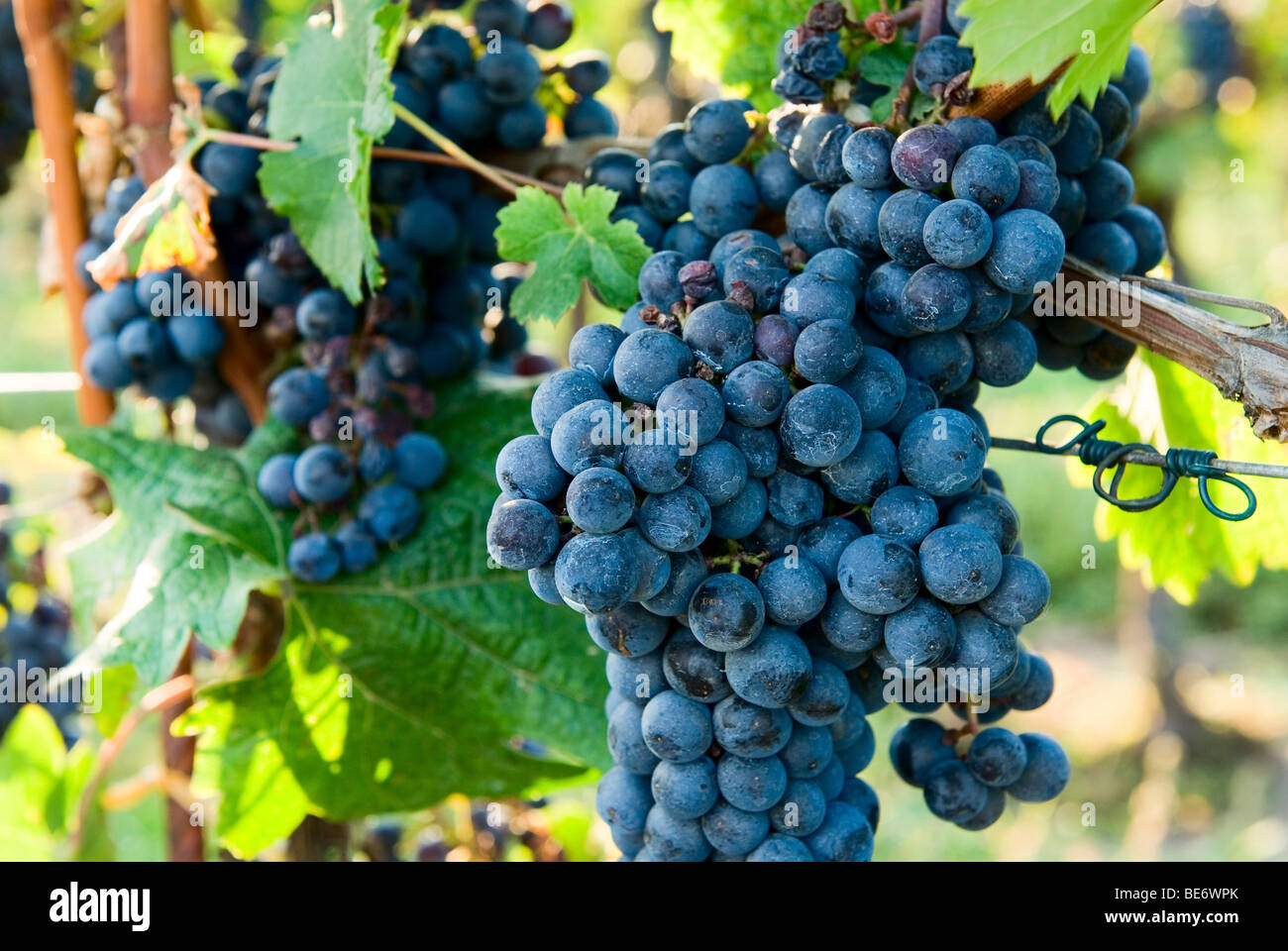 Merlot grapes on the vine Stock Photo - Alamy