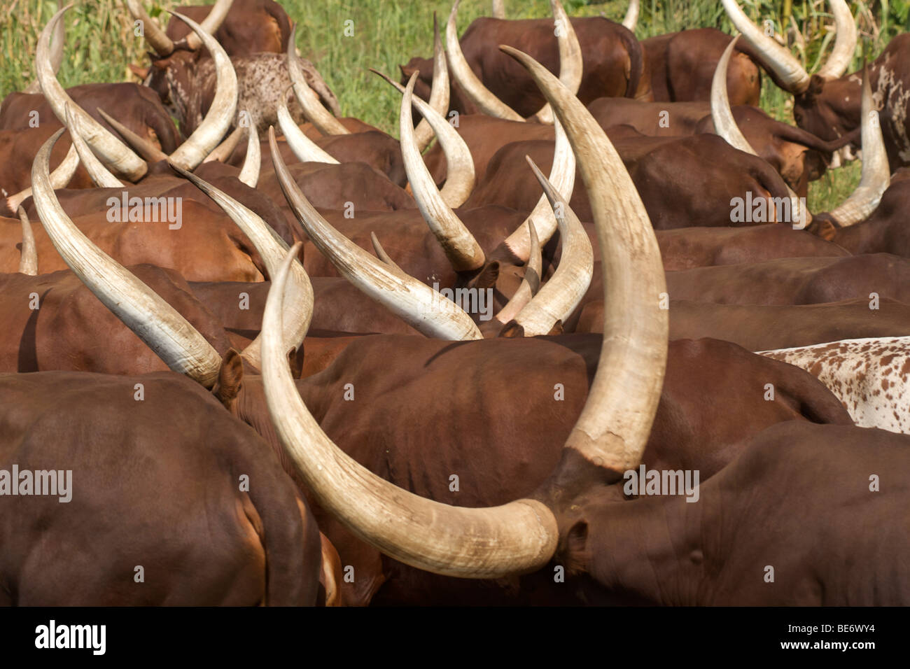 Ankole cattle hi-res stock photography and images - Alamy