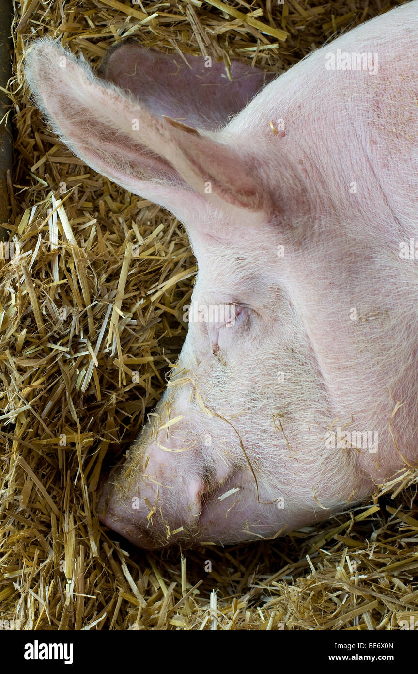 Snoozing pigs hi-res stock photography and images - Alamy