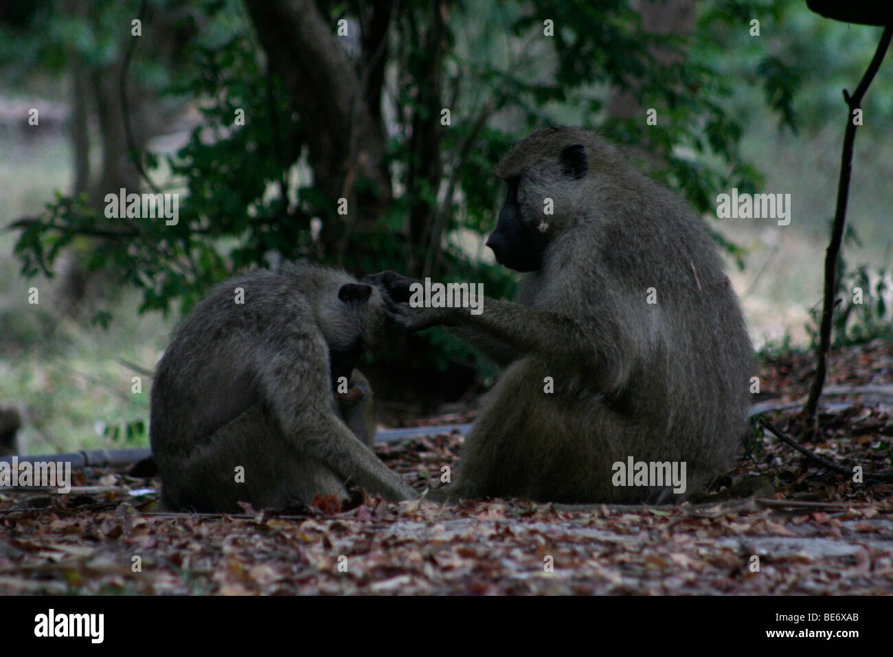 Baboon kenya mombasa hi-res stock photography and images - Alamy