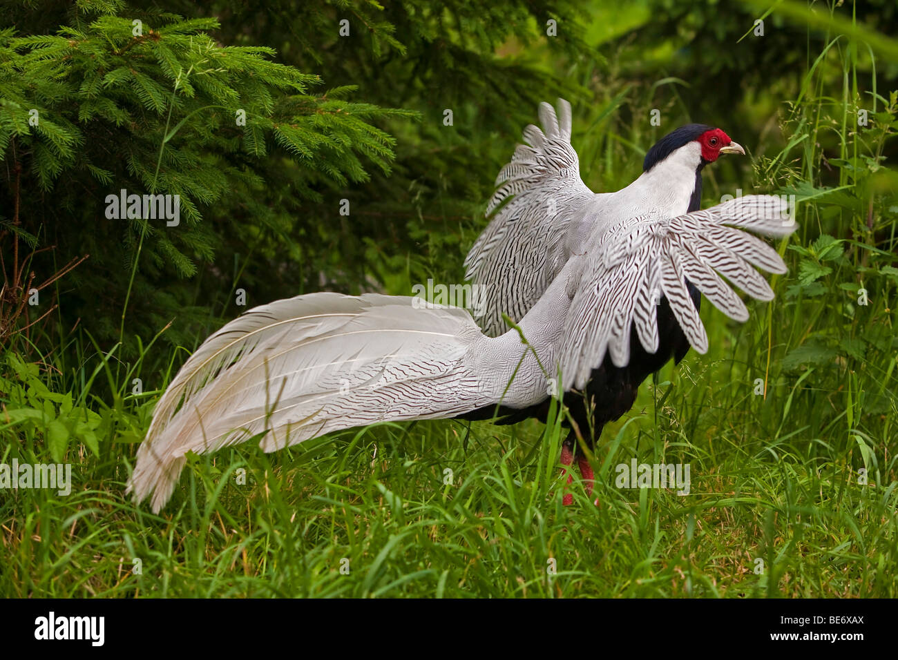 Silver pheasant male hi-res stock photography and images - Alamy