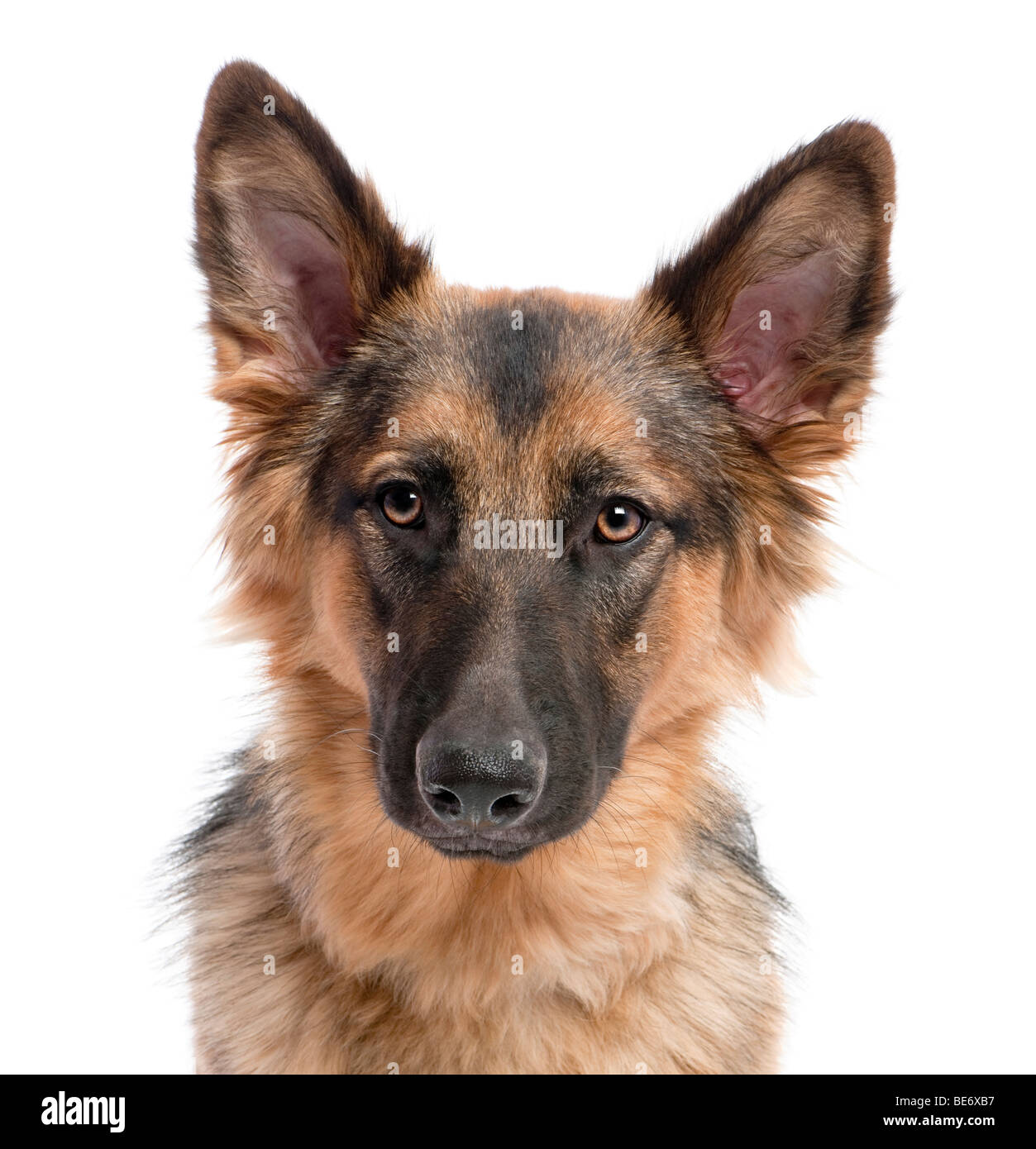 German Shepherd Head Profile