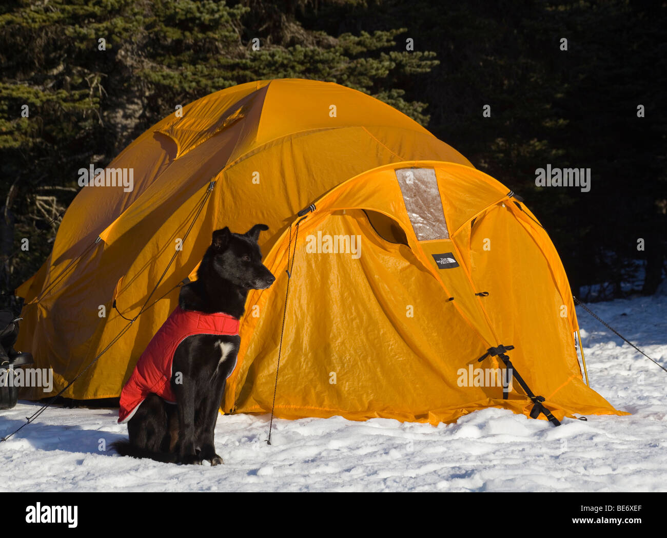 Are Huskies Good Camping Dogs