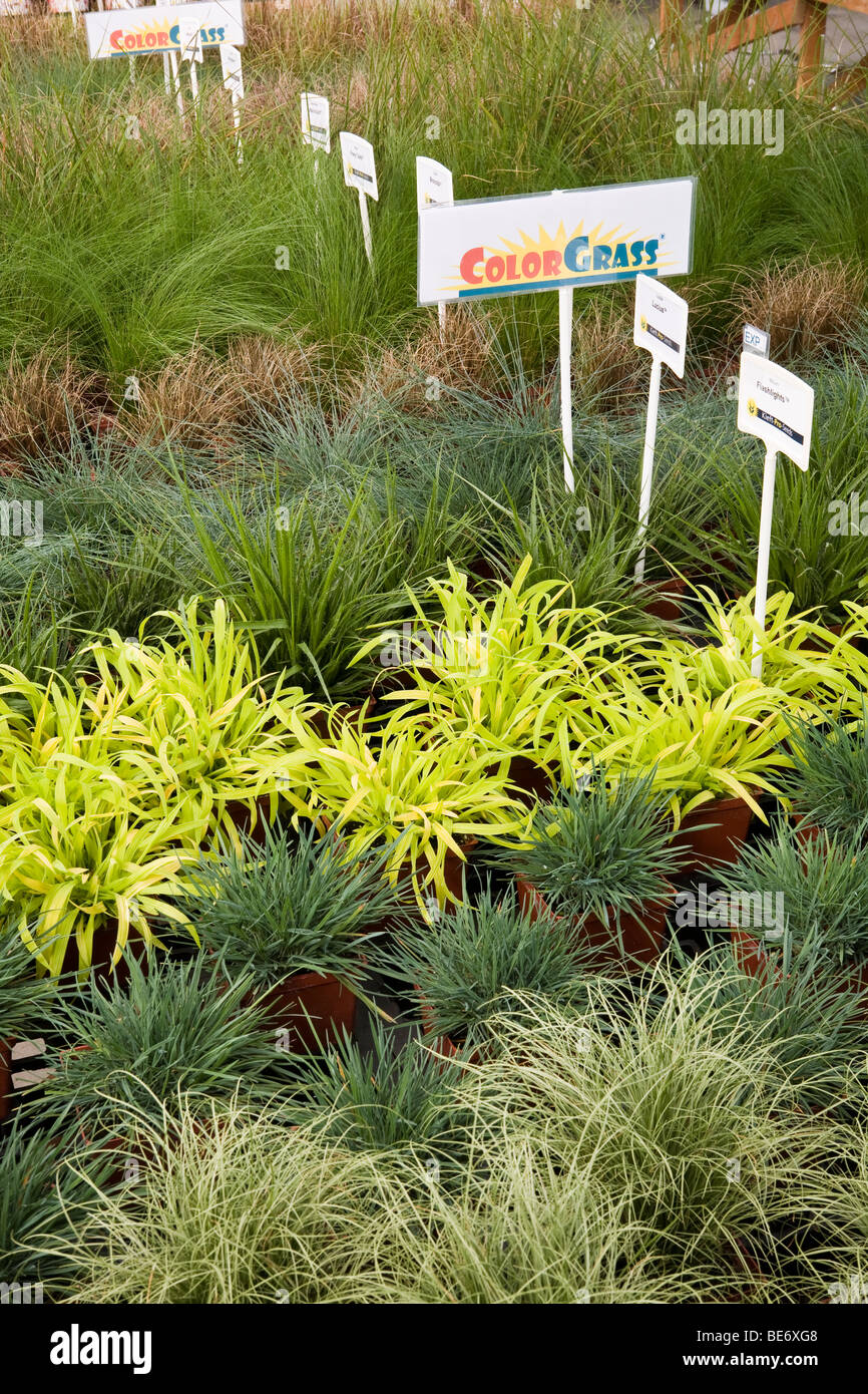 ColorGrass display of 4 inch pots of nursery samples at Kieft Seeds ...