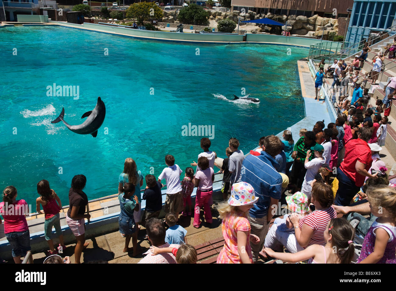 Dolphin show, Oceanarium, Bayworld, Port Elizabeth, South Africa Stock ...