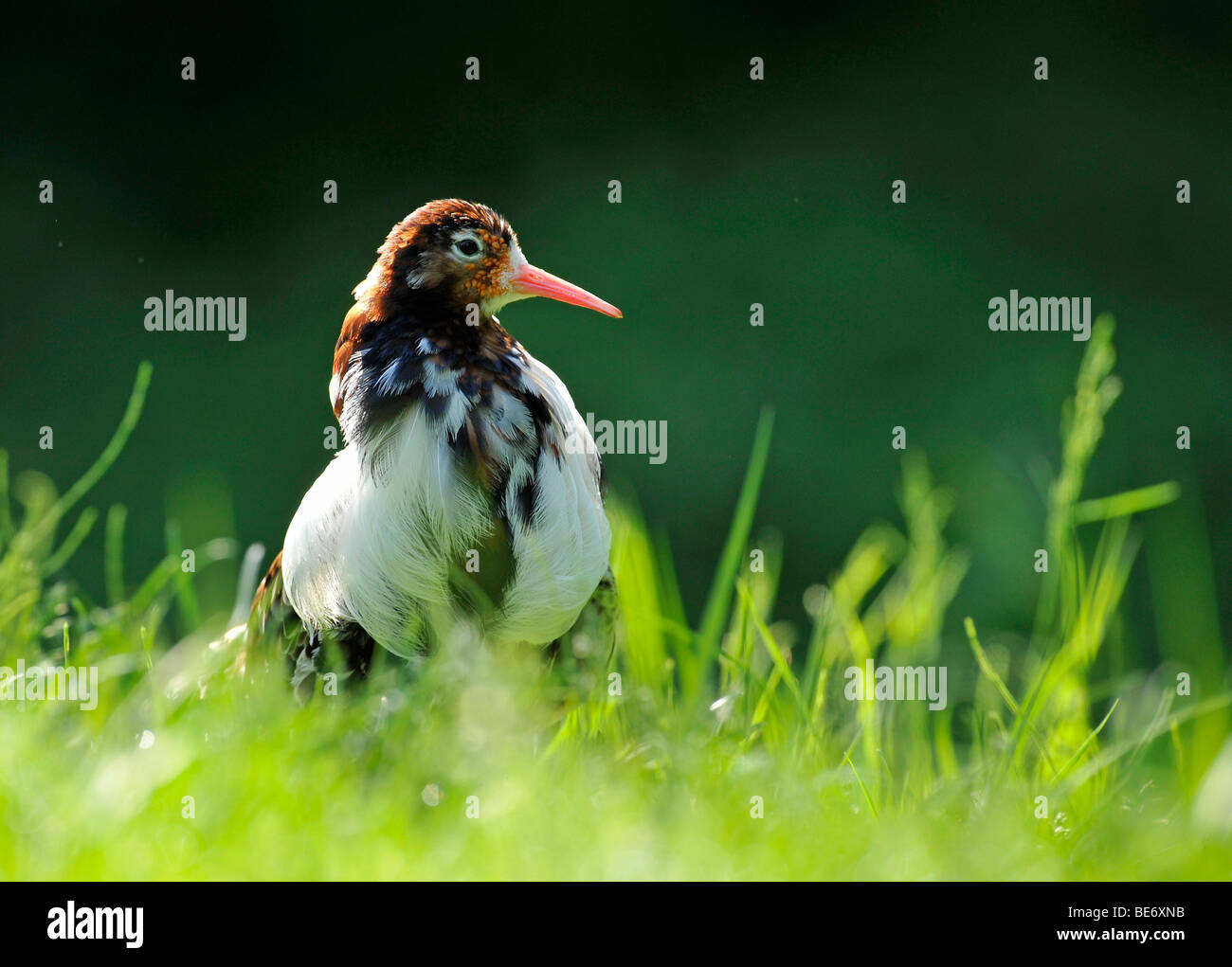 Ruff (Philomachus pugnax), male in breeding plumage Stock Photo - Alamy