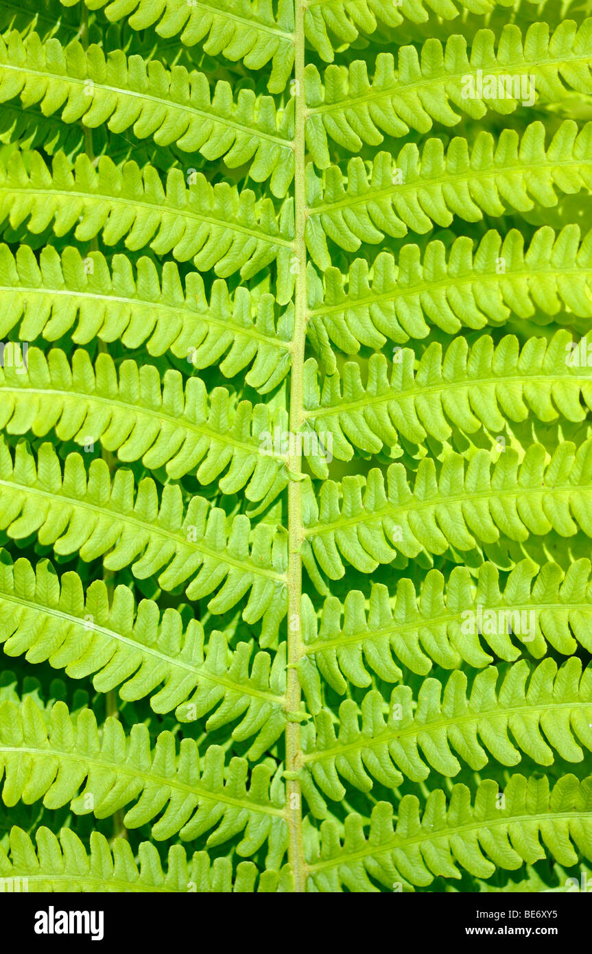 Common Male Fern (Dryopteris filix-mas), detail Stock Photo - Alamy