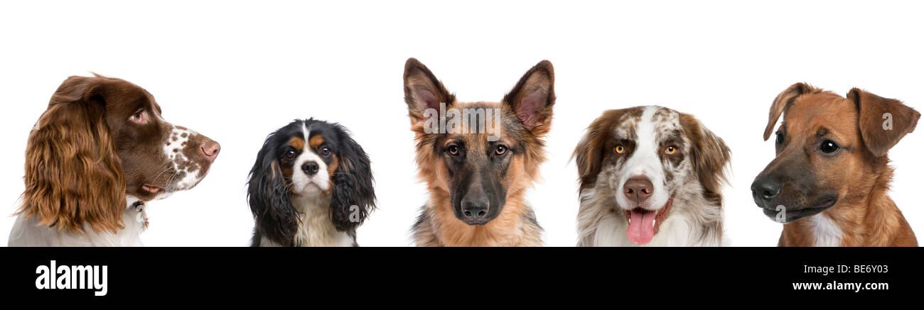 Portrait of different breeds of dogs against white background, studio ...
