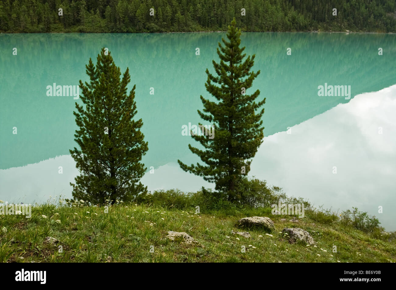Pinus sibirica hi-res stock photography and images - Alamy