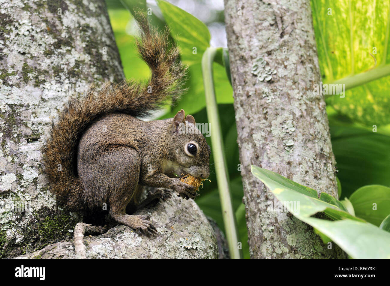 Nut red squirrel nuts hi-res stock photography and images - Alamy