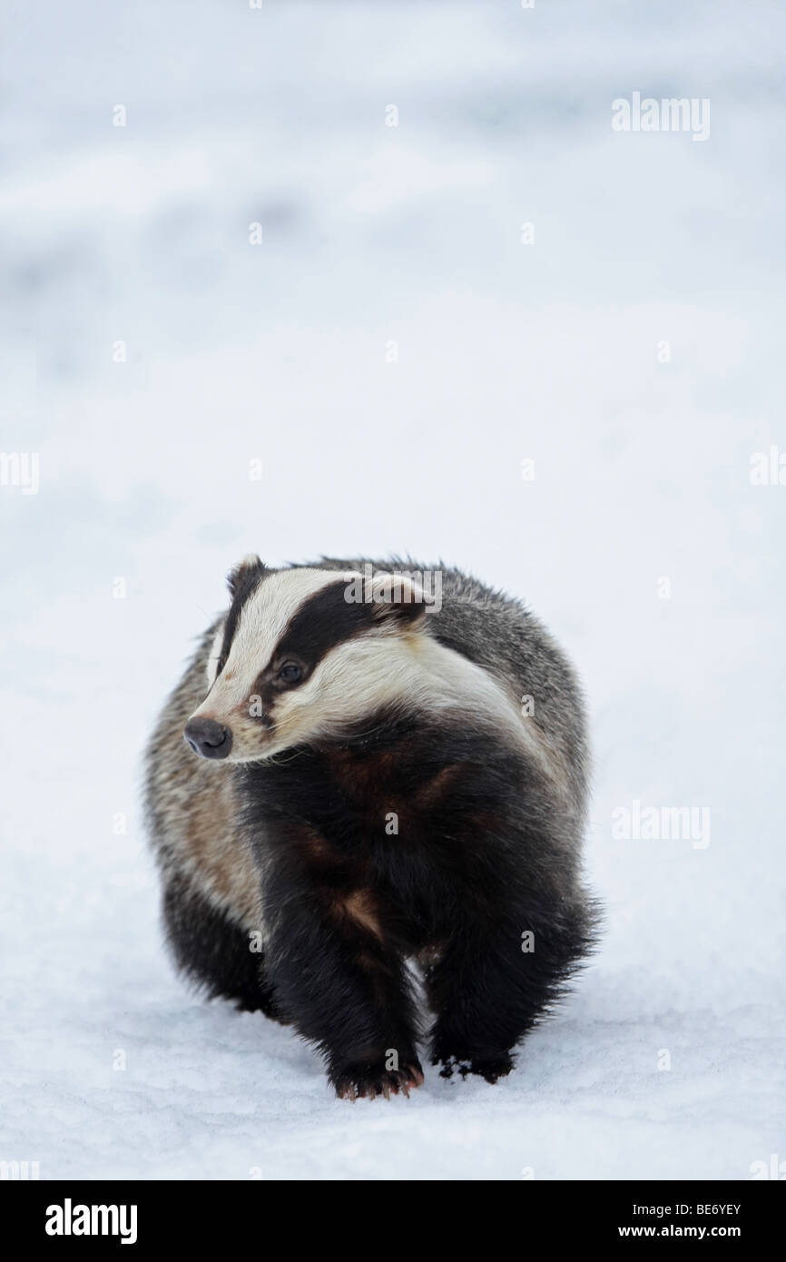 Badger close up hi-res stock photography and images - Alamy