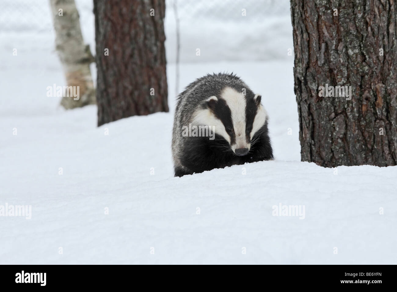 Badger close up hi-res stock photography and images - Alamy