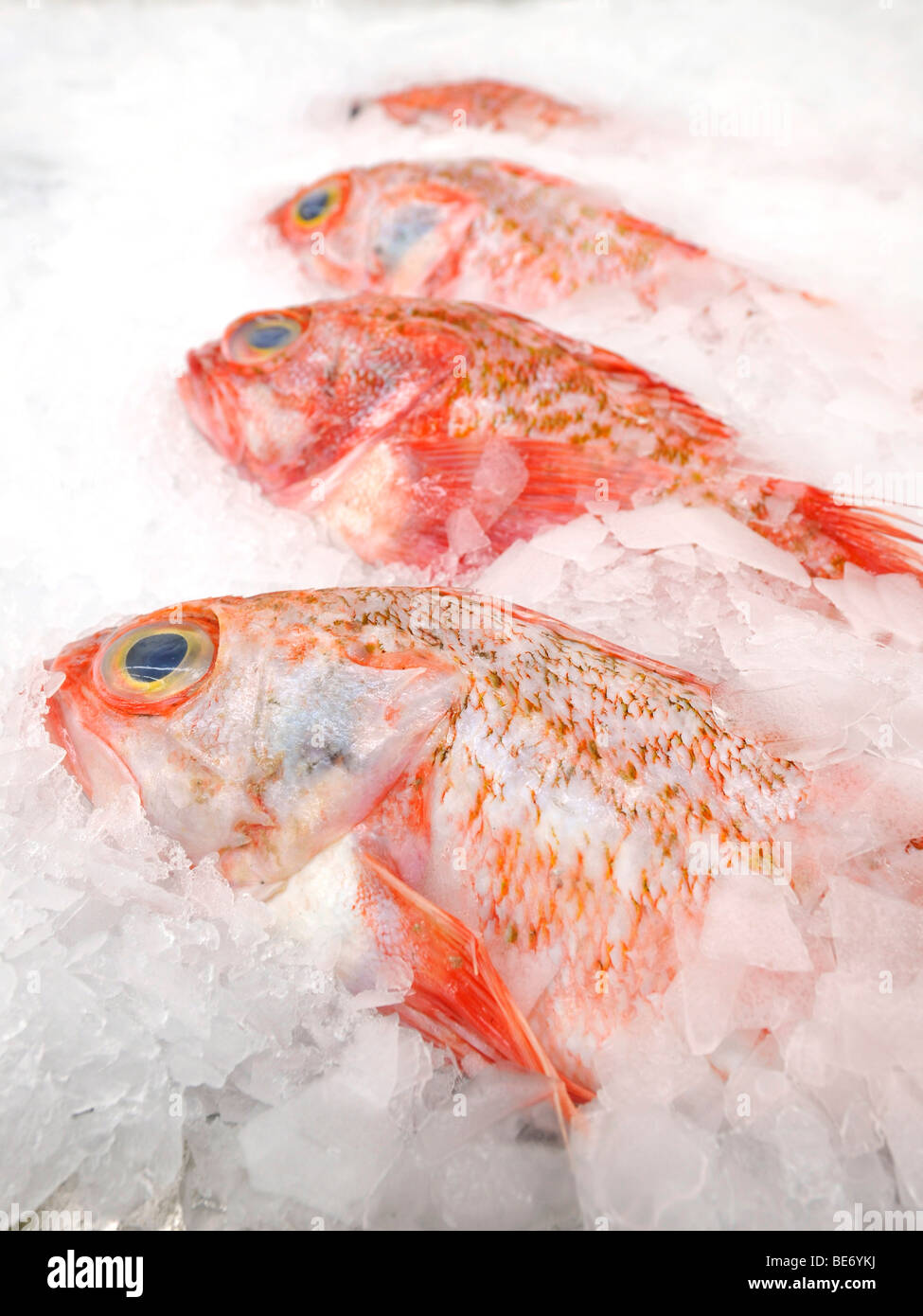 Australian fish hi-res stock photography and images - Alamy