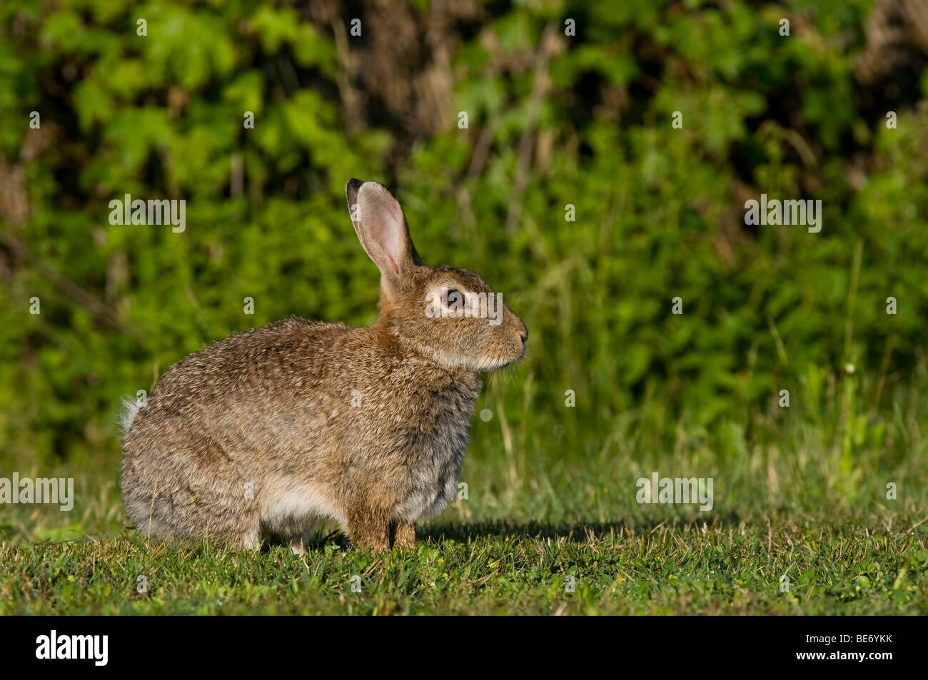 European Rabbit (Oryctolagus cuniculus Stock Photo - Alamy
