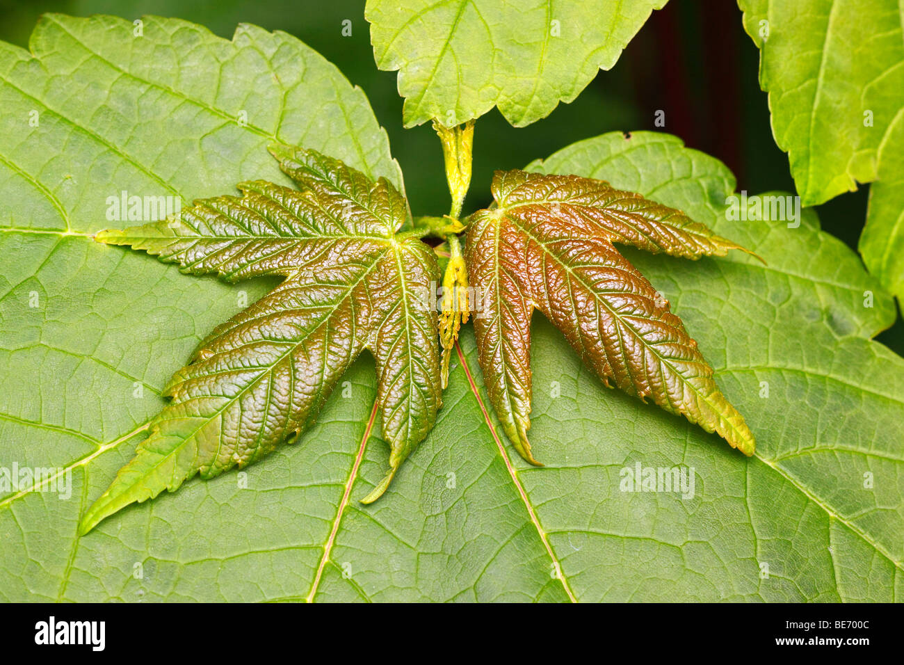 Leaves sycamore tree acer hi-res stock photography and images - Alamy