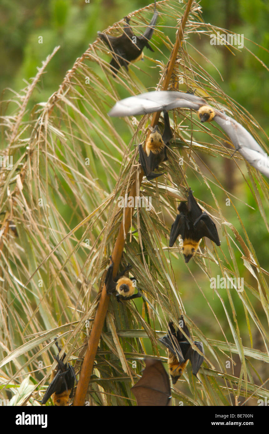 Group of Madagascar flying foxes Stock Photo - Alamy
