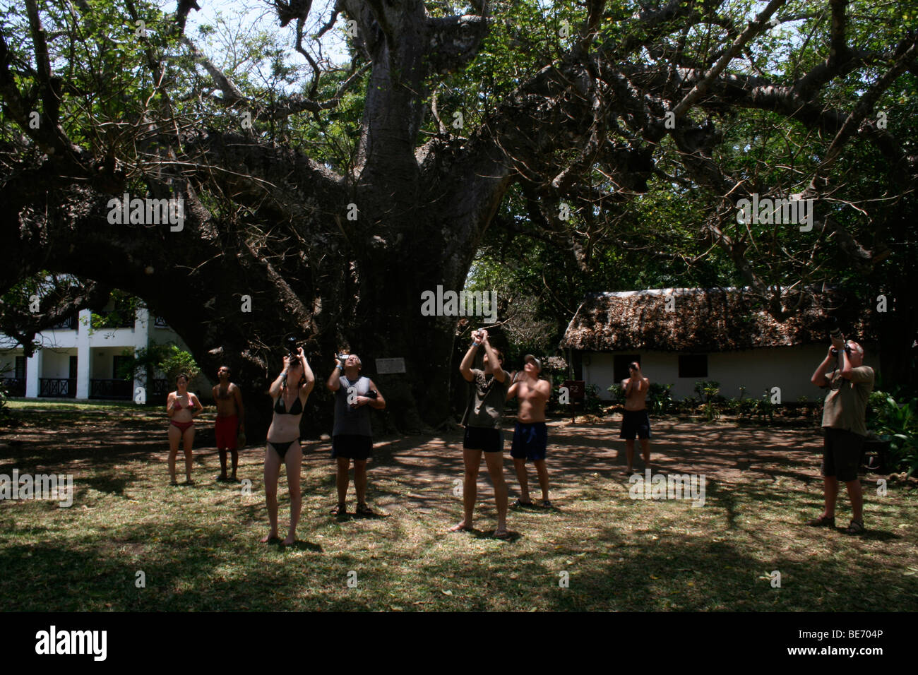 Tourists photographing monkeys under the oldest Baobab tree in Africa ...