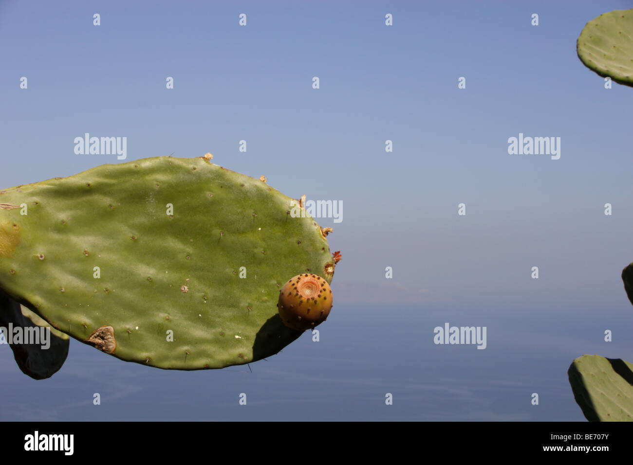 opuntia prickley pear nopales paddle cactus Stock Photo - Alamy