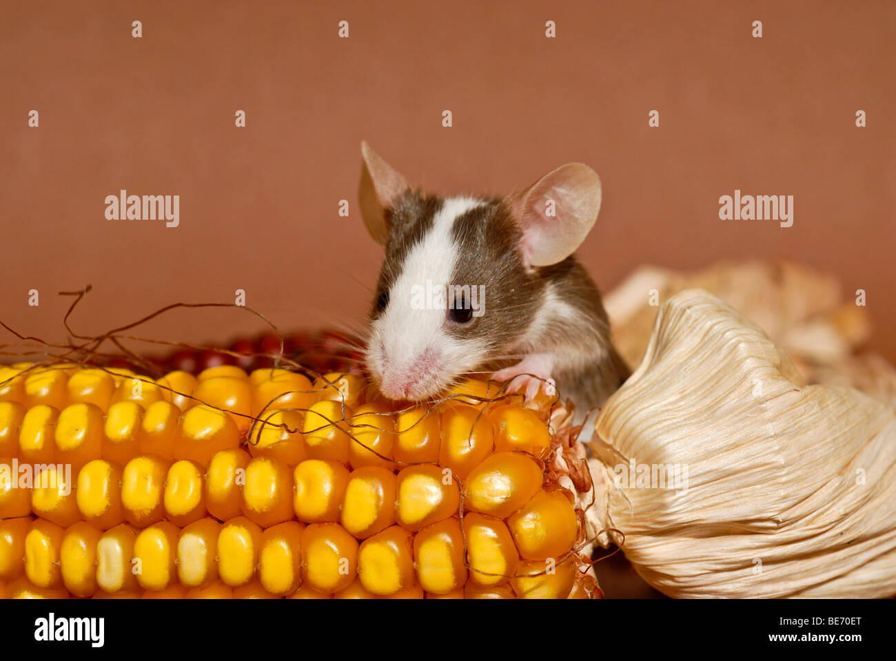 Fancy Mouse climbing over a cob of corn Stock Photo - Alamy