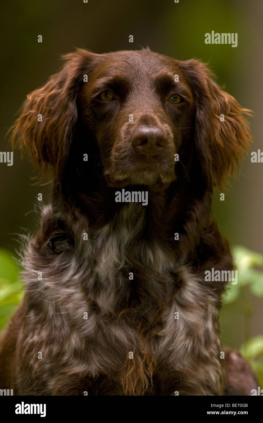 Dog - Small Munsterlander (Kleiner Munsterlander) - Portrait -Wisconsin ...