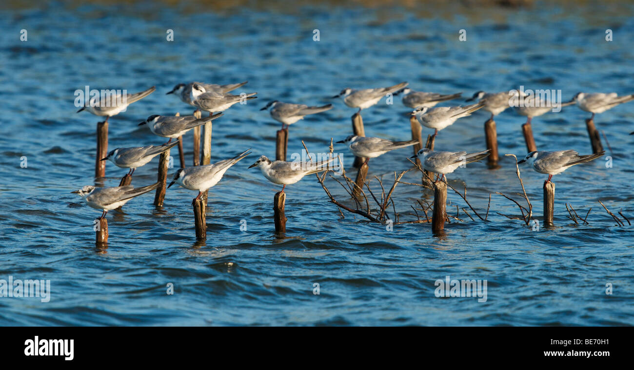 A flock of Grey Plovers on wooden posts in water,UK Stock Photo - Alamy