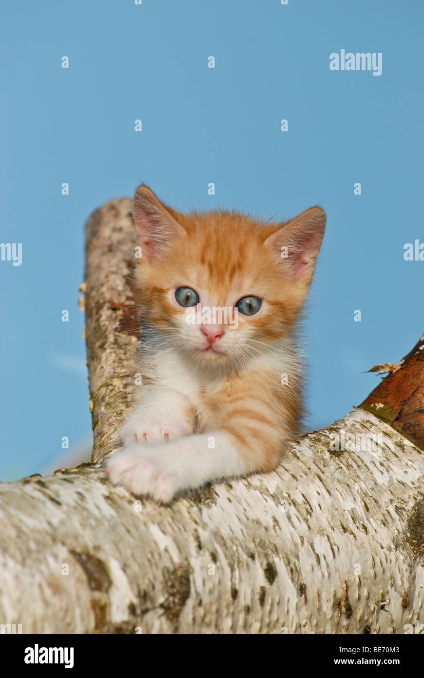 Shot on a log hi-res stock photography and images - Alamy