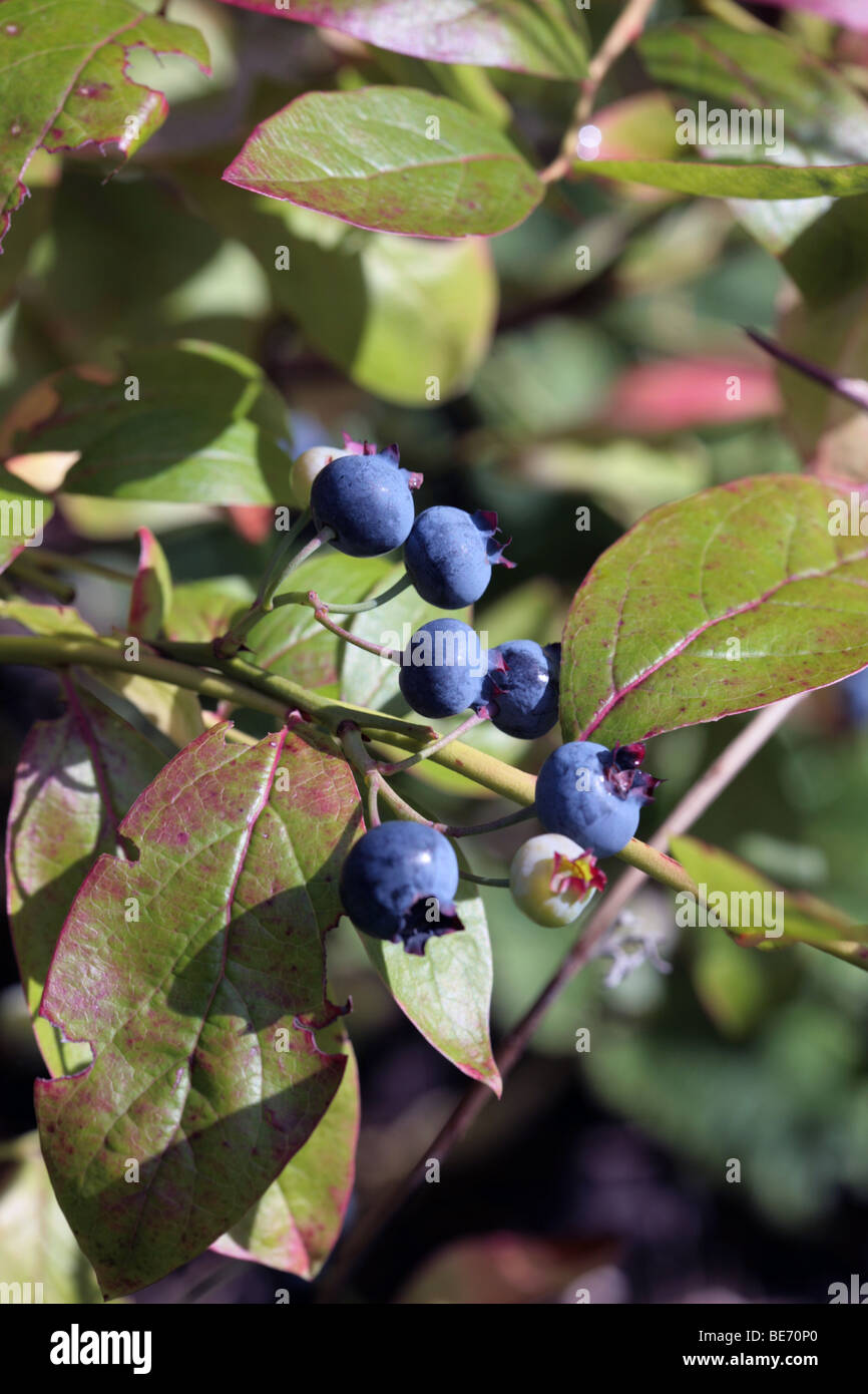 Blueberry Cor Jersey in a garden Cheshire England Stock Photo - Alamy