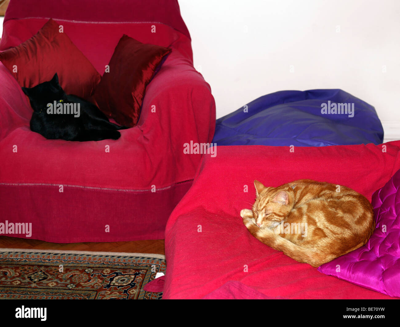 Cats Sleeping apart in Lounge Stock Photo - Alamy