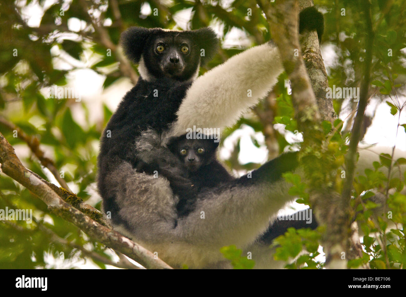 Indri Lemur
