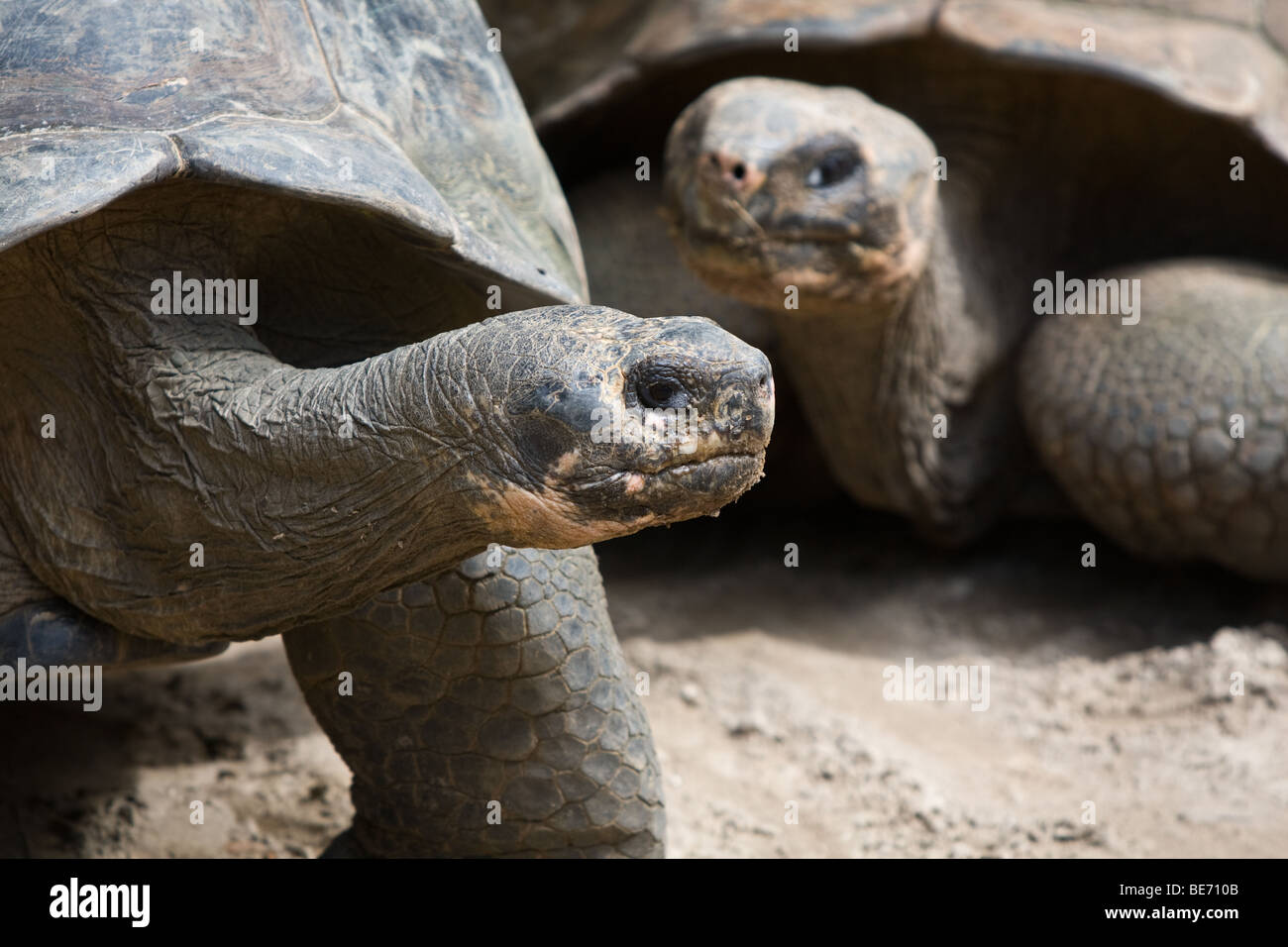 Mating season has begun Stock Photo - Alamy