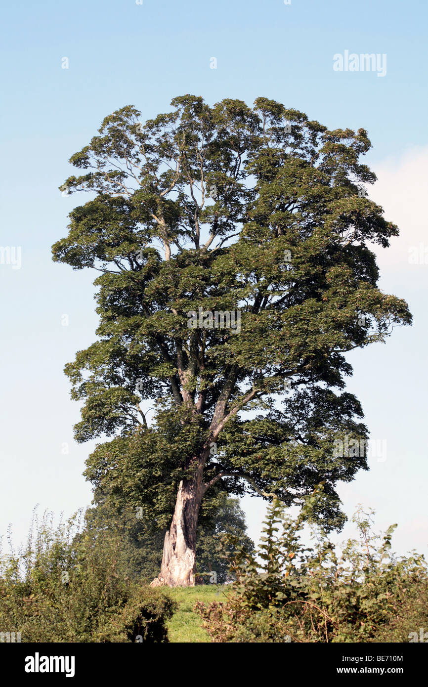 Fraxinus Excelsior Yorkshire High Resolution Stock Photography and ...
