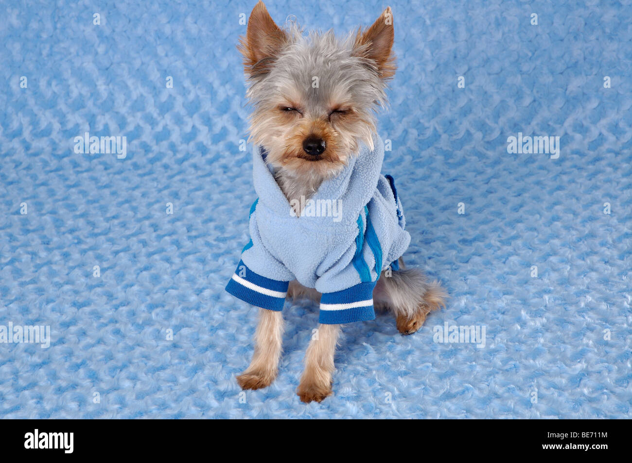 Yorkshire Terrier Clothes