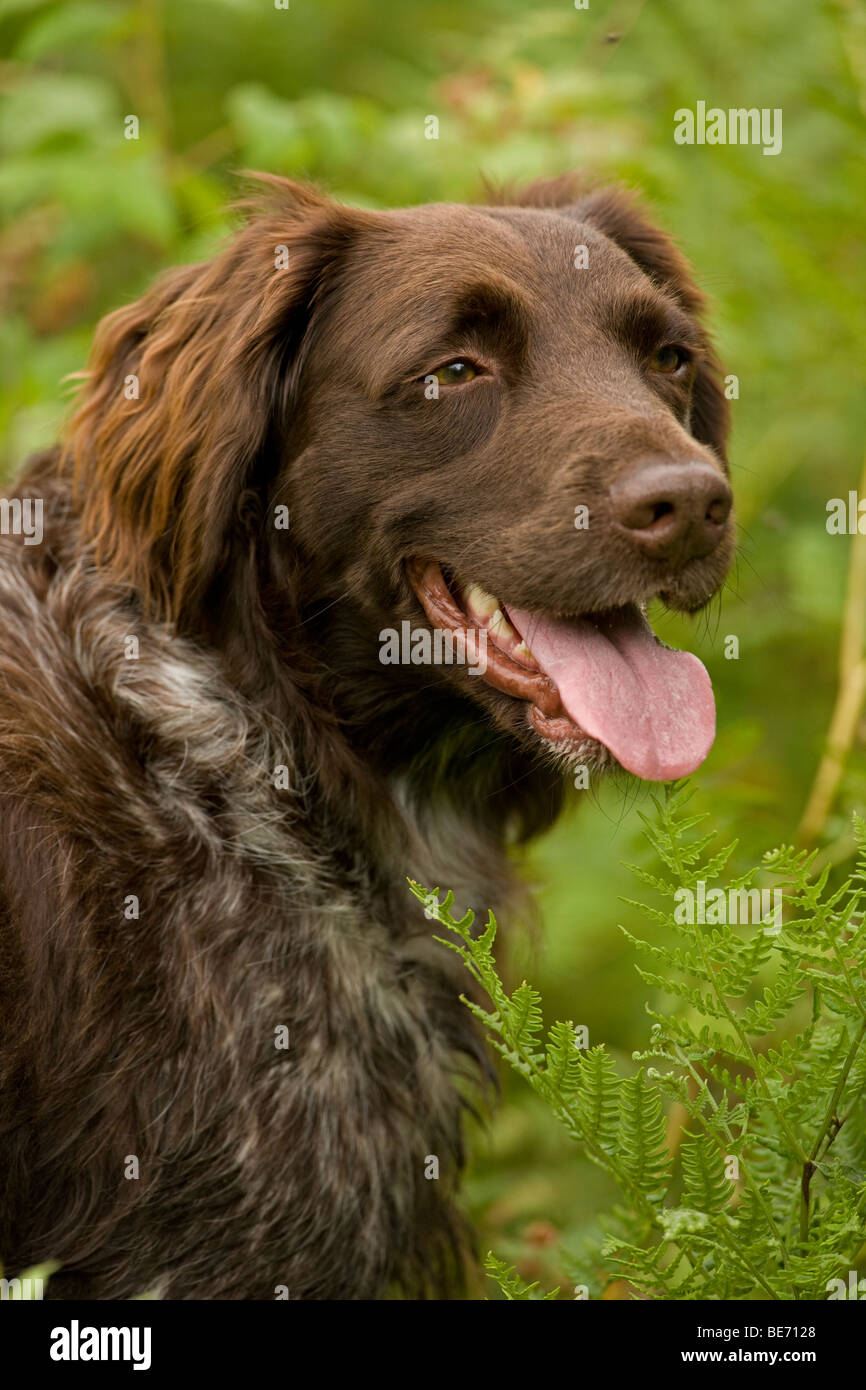 Dog - Small Munsterlander (Kleiner Munsterlander) - Panting -Wisconsin ...